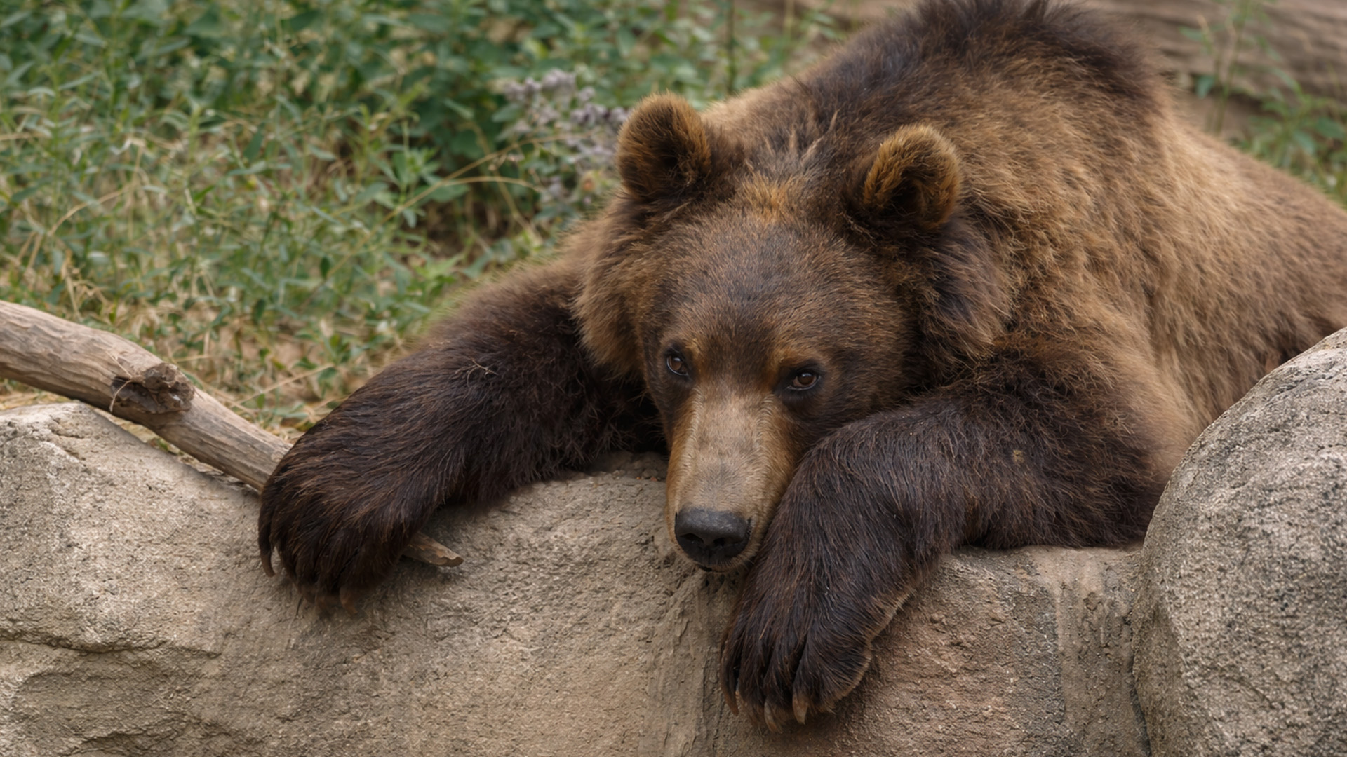 Une caméra piège montre ce que font les ours quand personne n’est là
