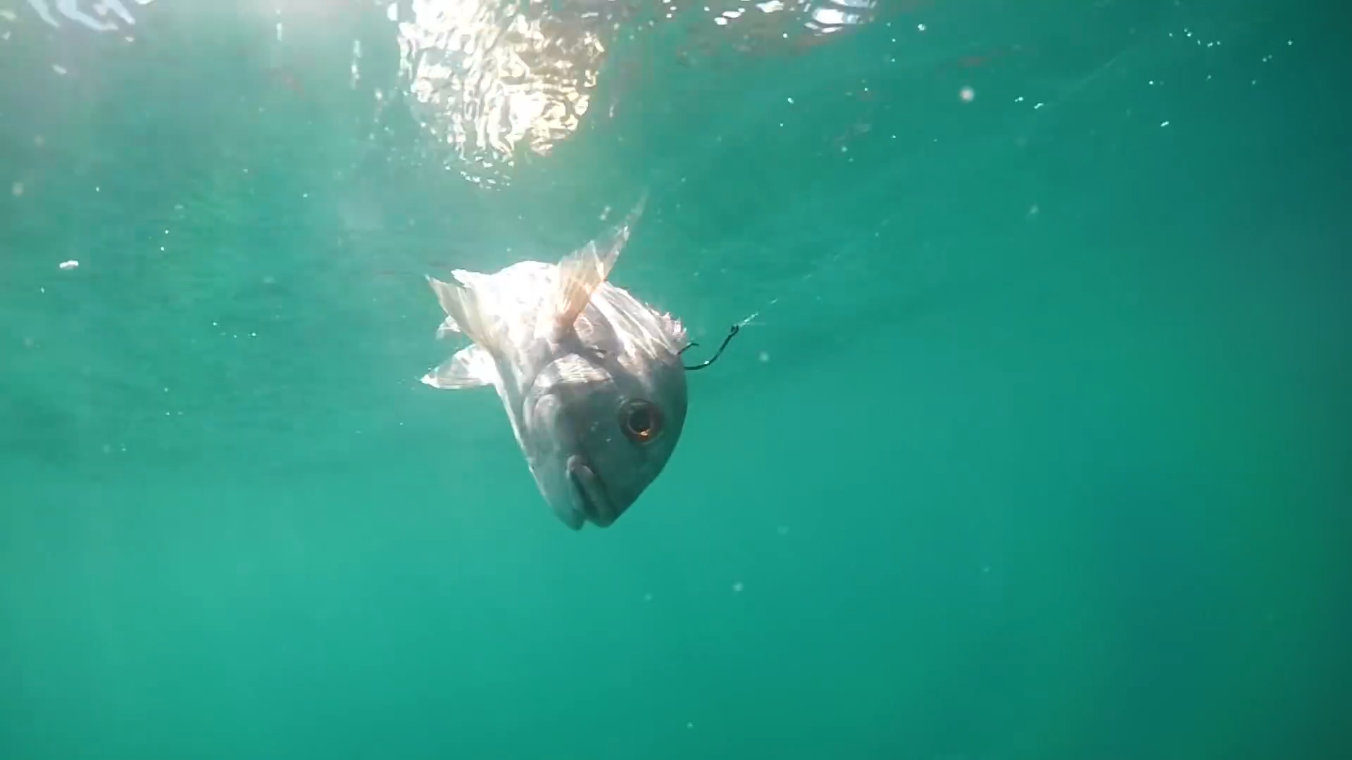 I thought it was an eel… until we saw the teeth