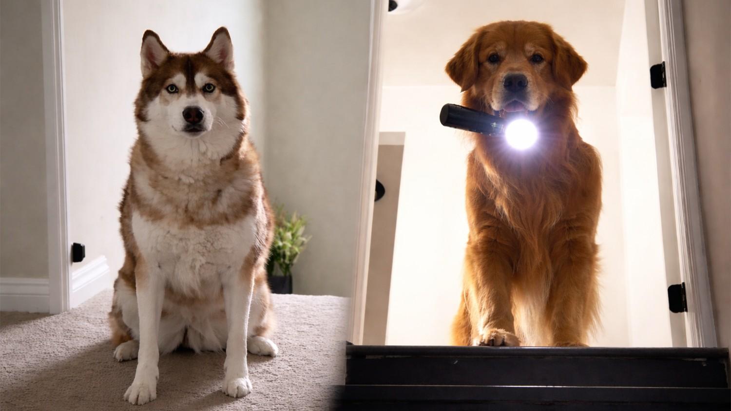My dogs heard something upstairs