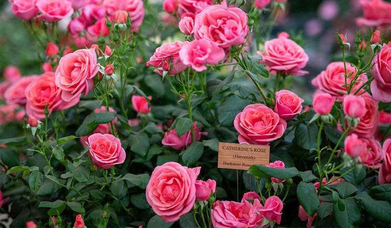 How to grow Kate Middleton's favourite flowers