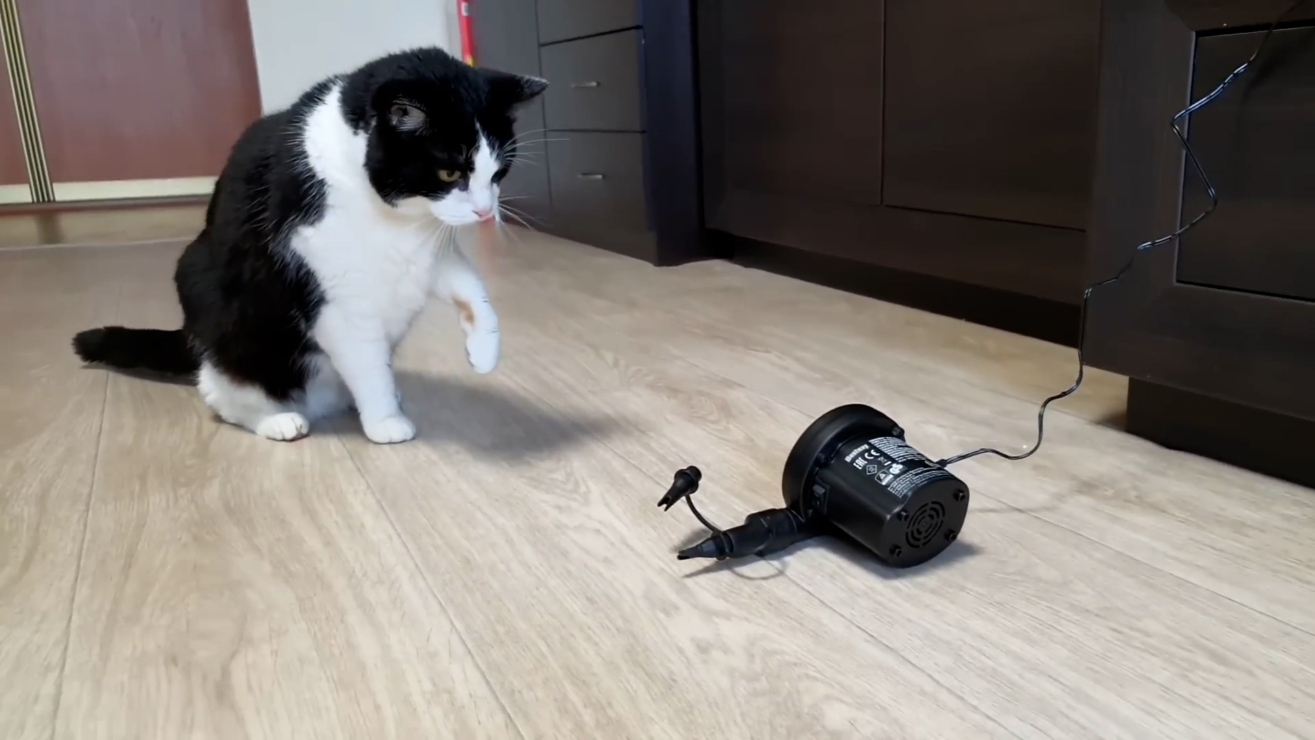 Cat measures threat level before the attack