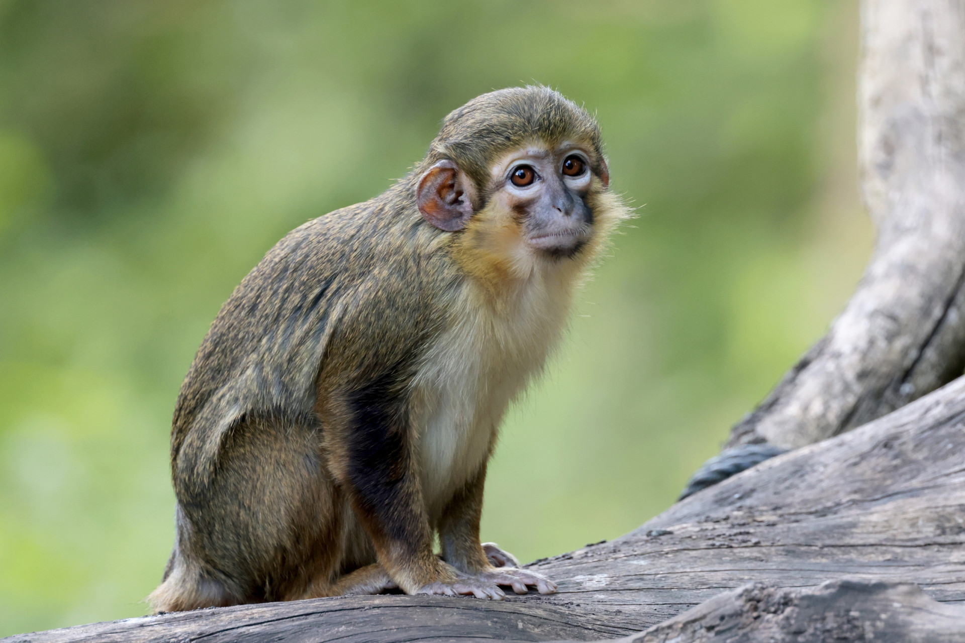 What's the difference between Old World monkeys and New World monkeys?