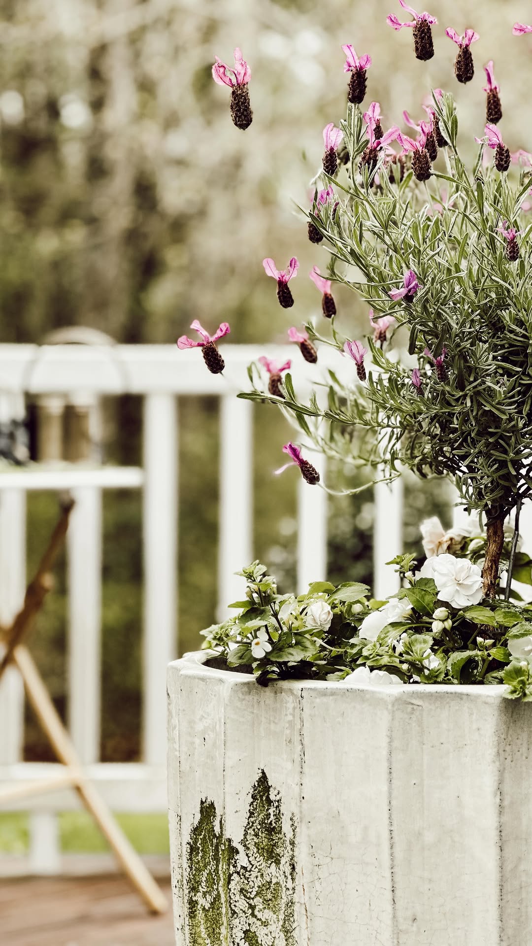 Growing beautiful lavender topiaries at home