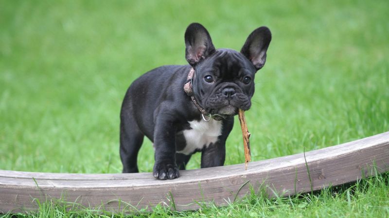 10 bulldog breeds future dog owners should definitely explore