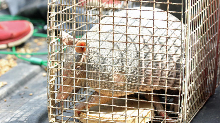 What to do if you find an armadillo in your yard