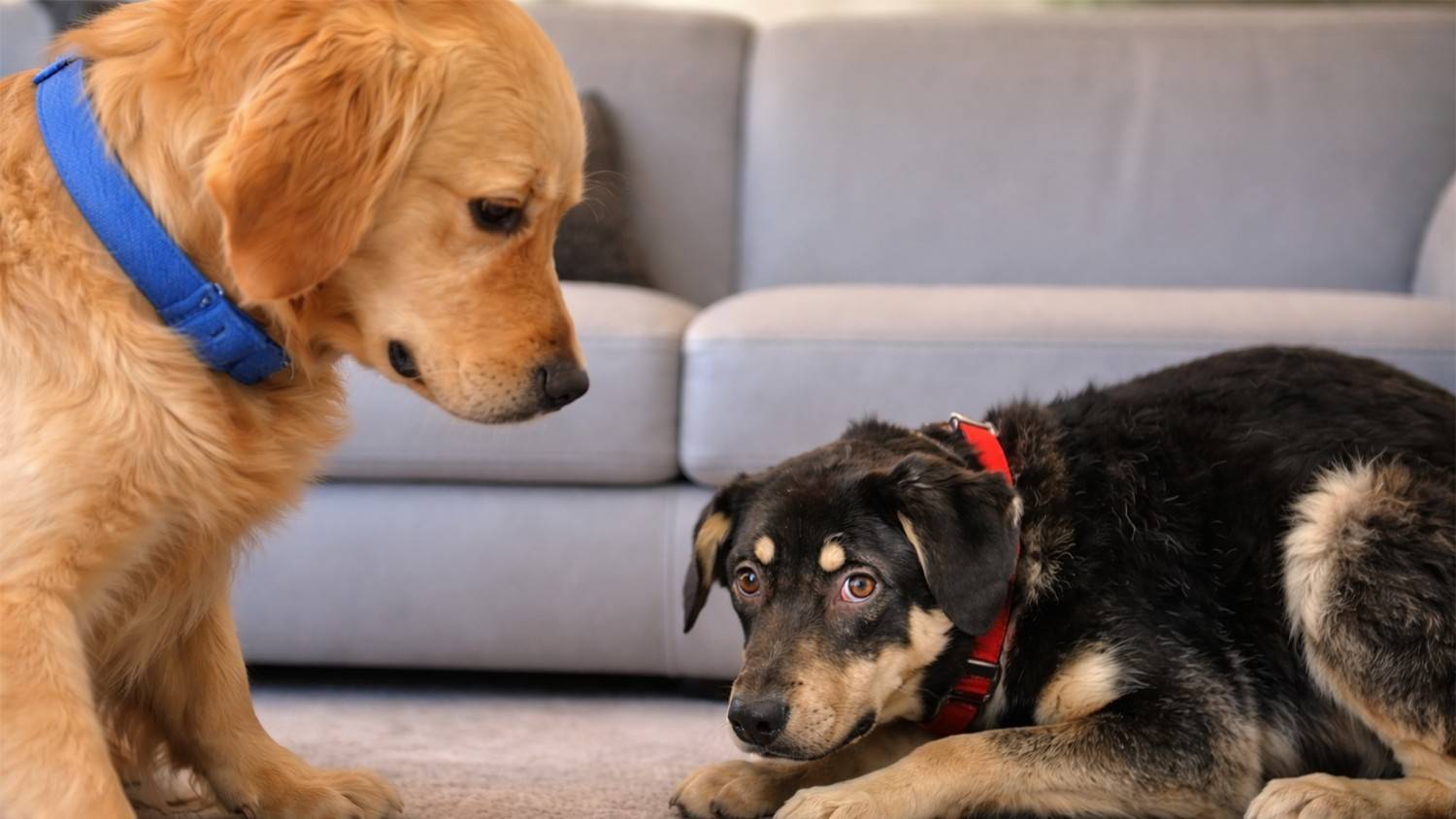This traumatized rescue pup finally meets our golden retriever