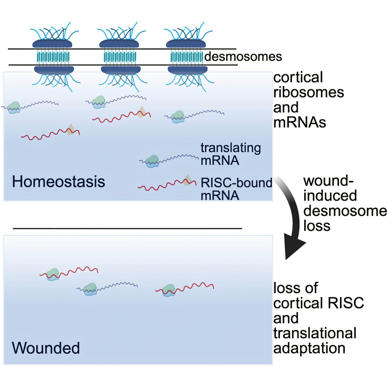 Cells 'switch' on protein factories after injury, study finds