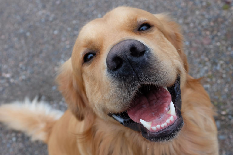 Owner returns home—dog delivers highest form of rejection