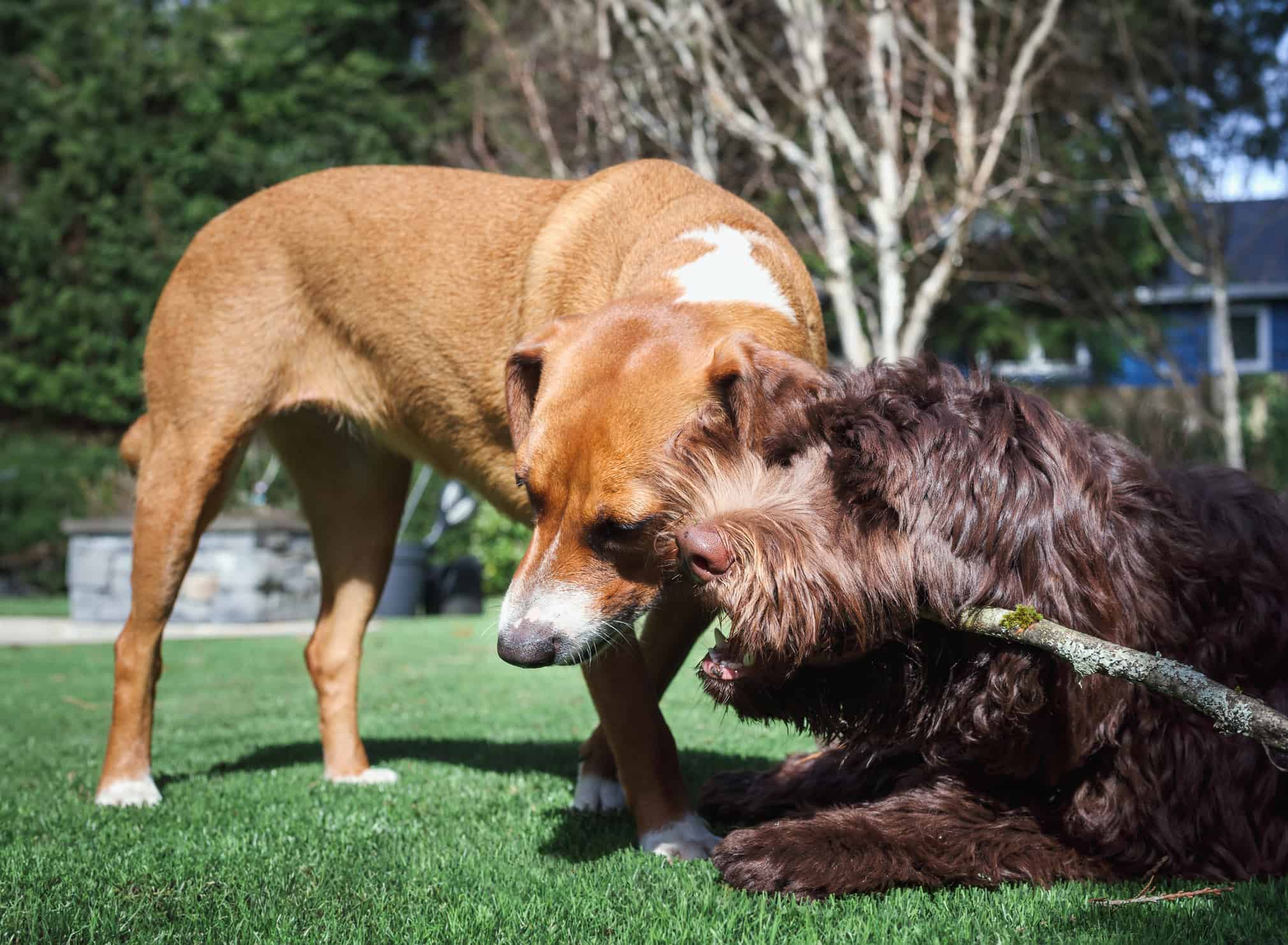 How to stop dogs in the same home from fighting