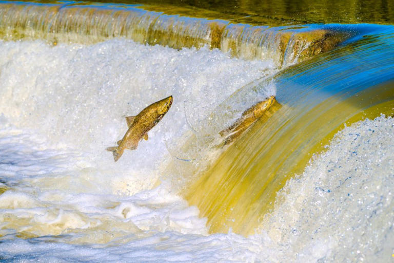 Cocaine contaminated water makes salmon swim faster: study