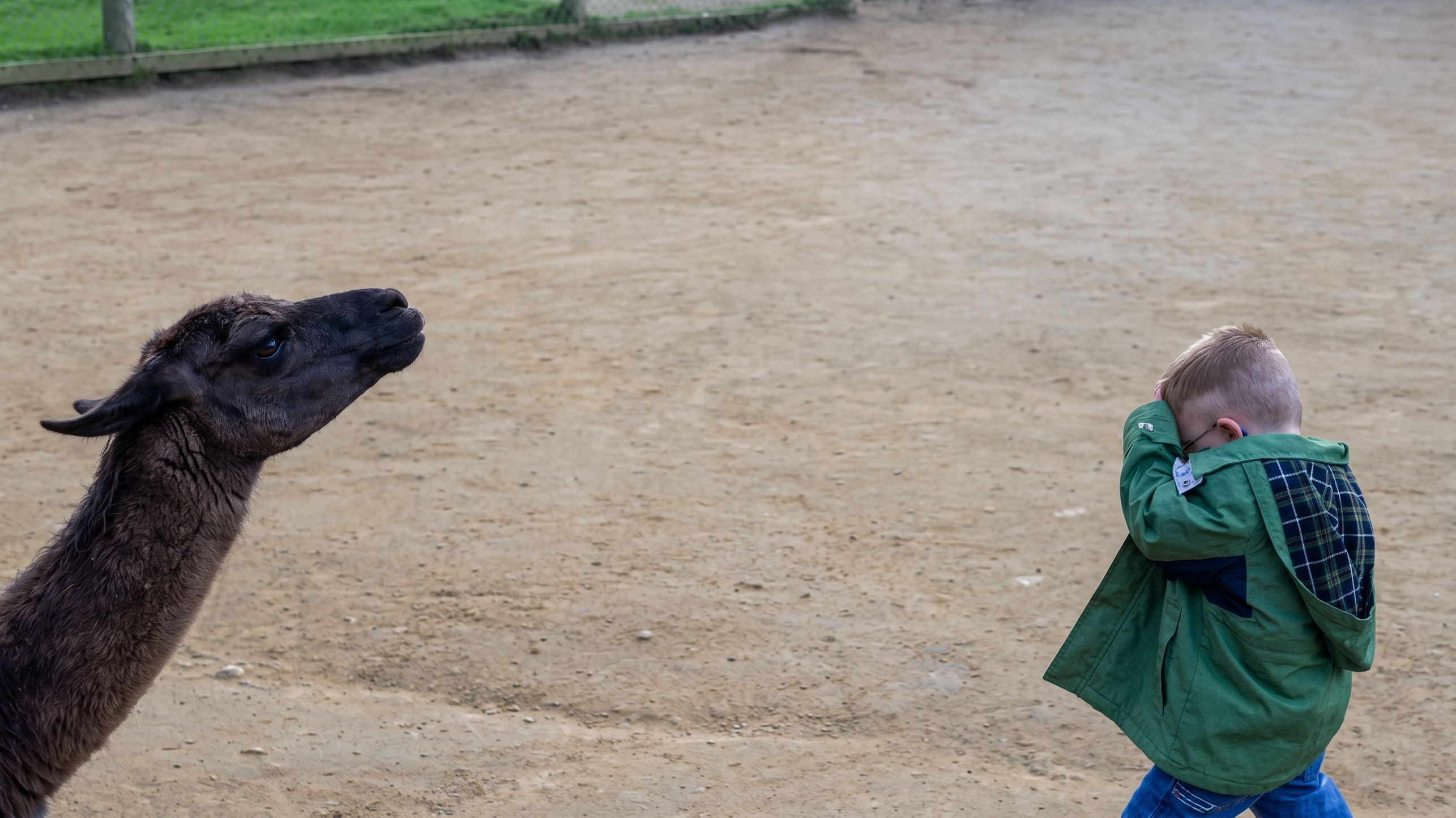 Watch what happens when a boy comes too close to a camel