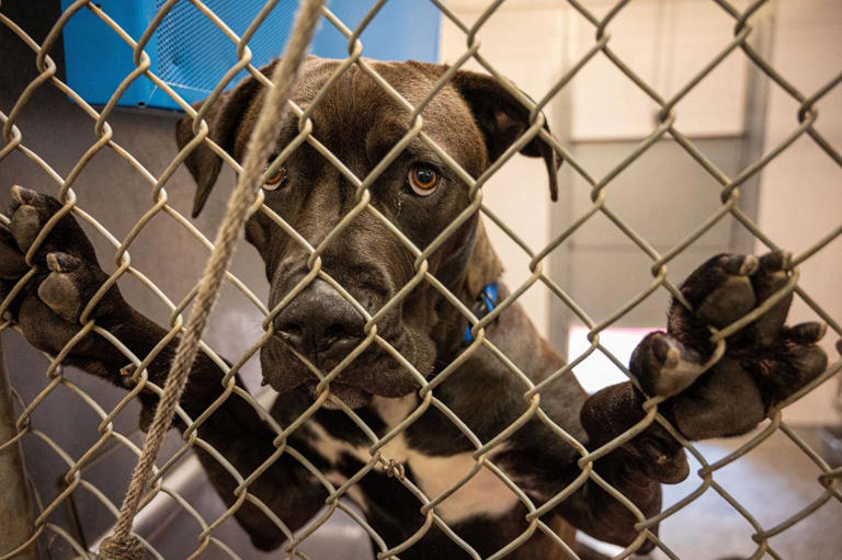 Adoption fees waived for adult dogs at Front Street Animal Shelter in ...