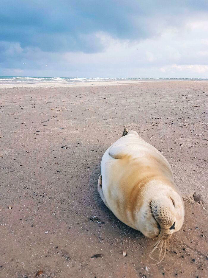 58 unexpected wild animal encounters that caught people off guard