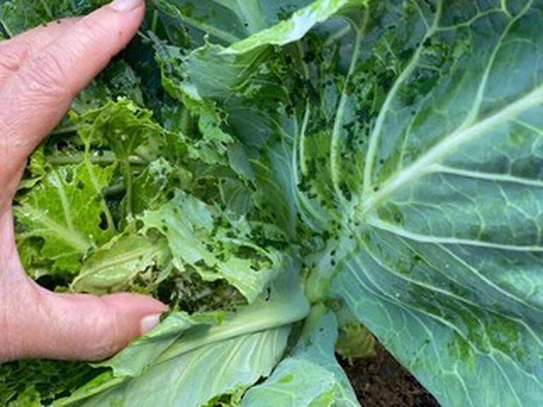 How to protect your garden crops from early-season pests