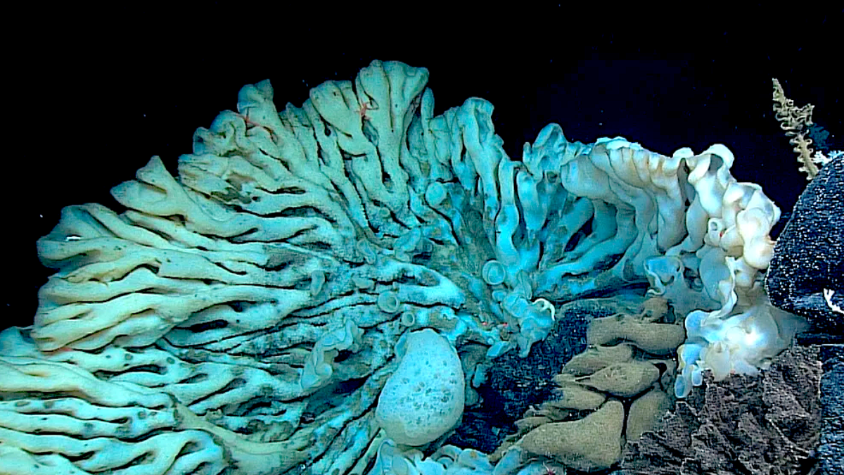 Record-breaking deep-sea ‘ocean monster’ the size of a car stuns ...