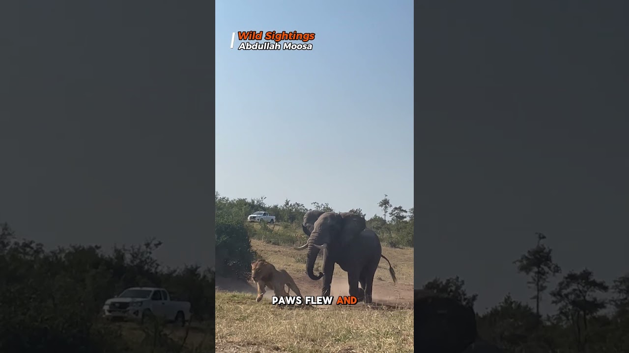 The wild truth: Who really rules the jungle?