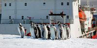 Antarctica’s endangered emperor penguins under siege from thinning ice ...