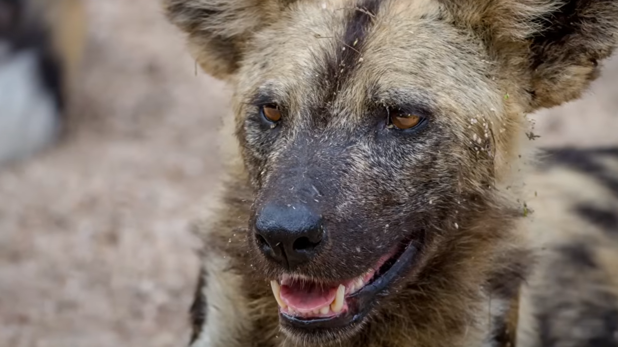 This wild dog killed a little boy after he fell into its zoo enclosure