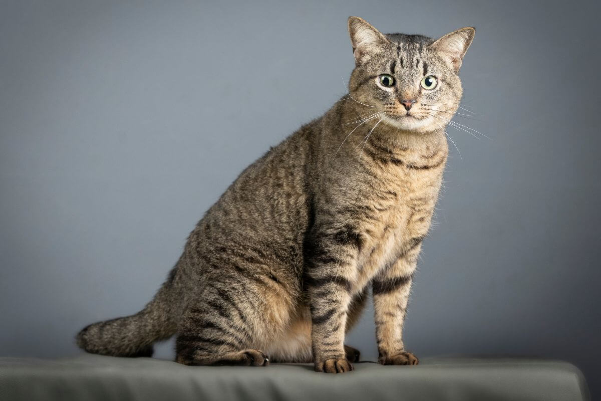 Gato tigrado: 6 raças que se destacam pela pelagem