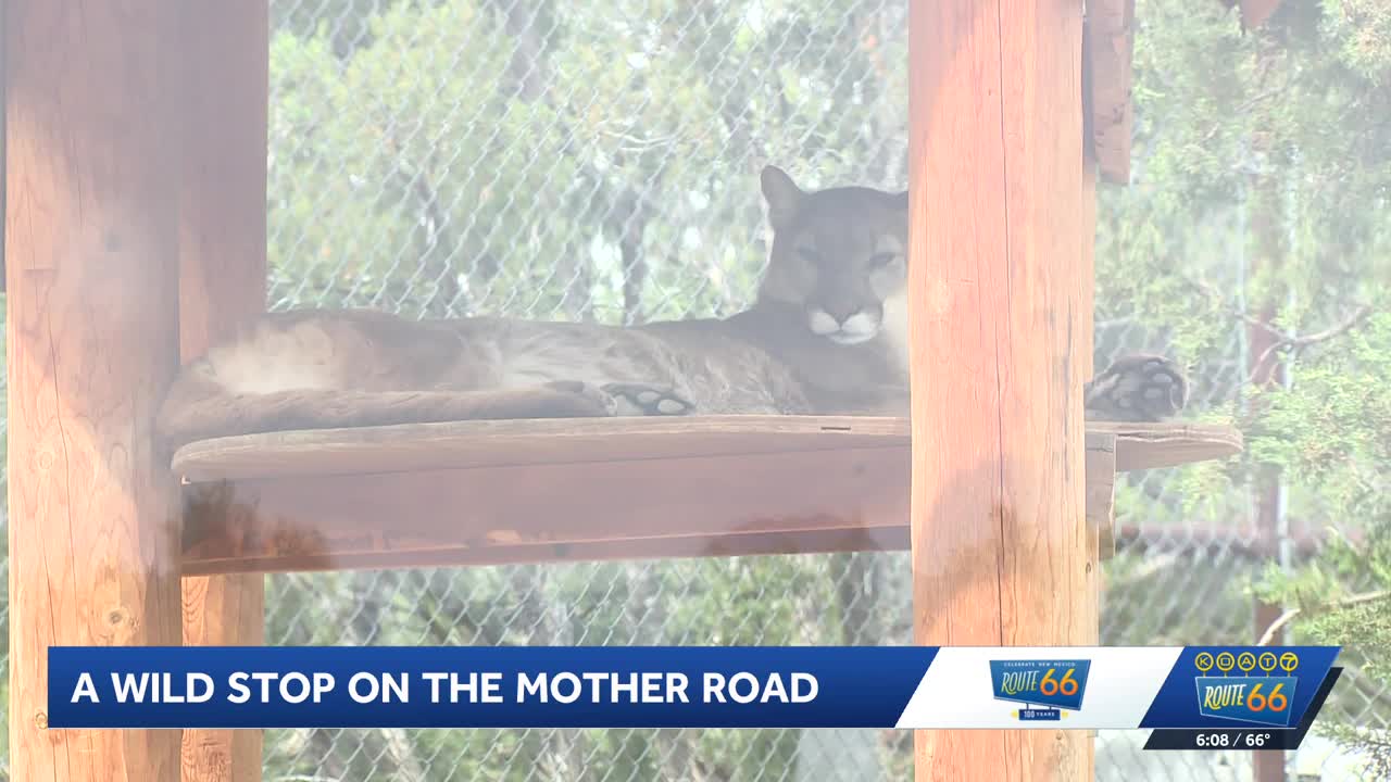Wildlife West Nature Park near Route 66 offers close encounters with ...