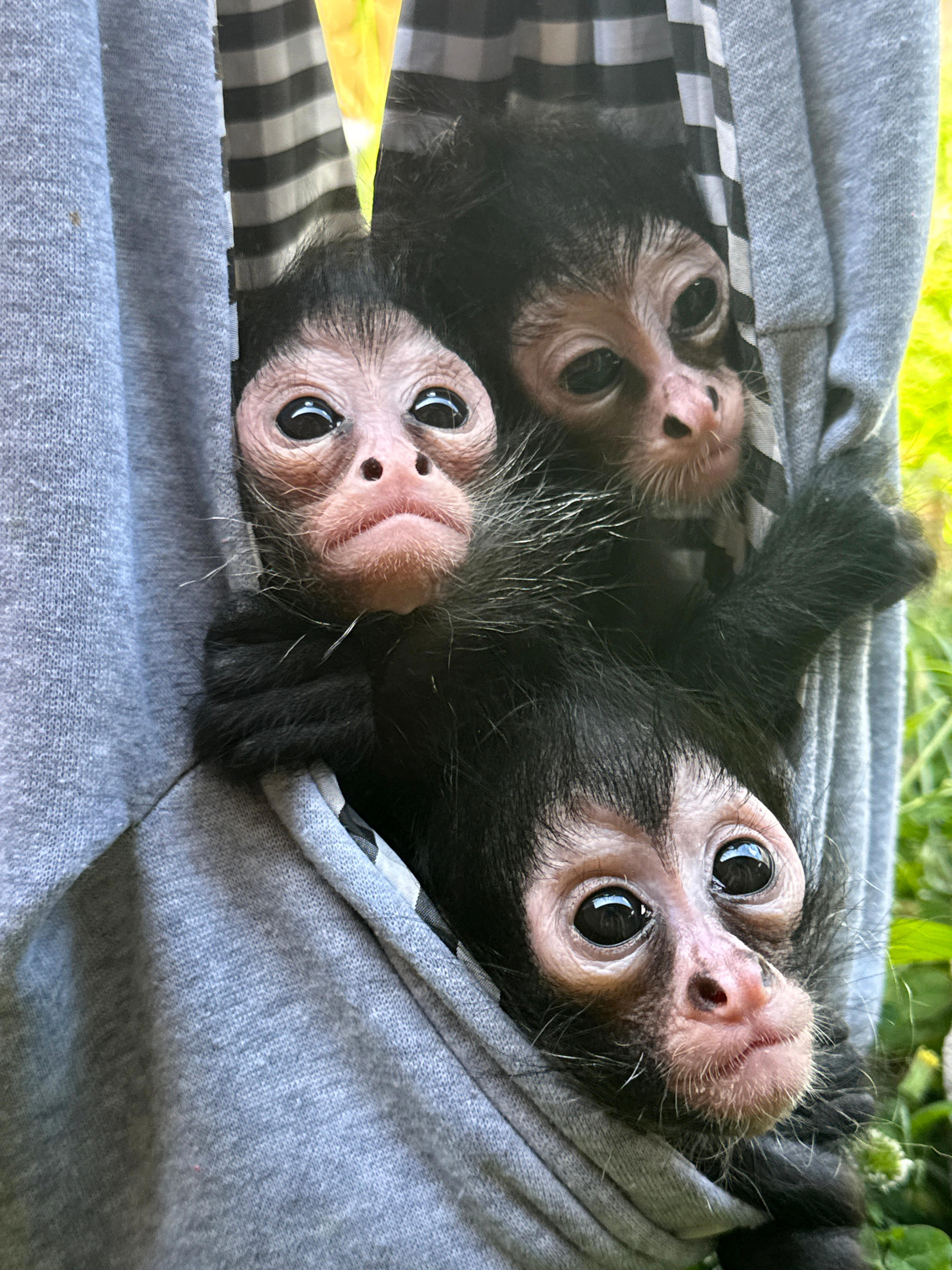 Hattiesburg Zoo introduces baby spider monkeys to public