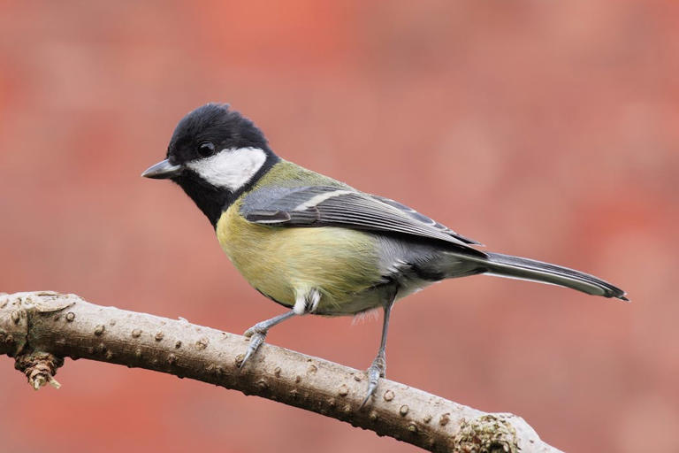 Paris has successfully cut noise pollution, but urban birds still can’t ...