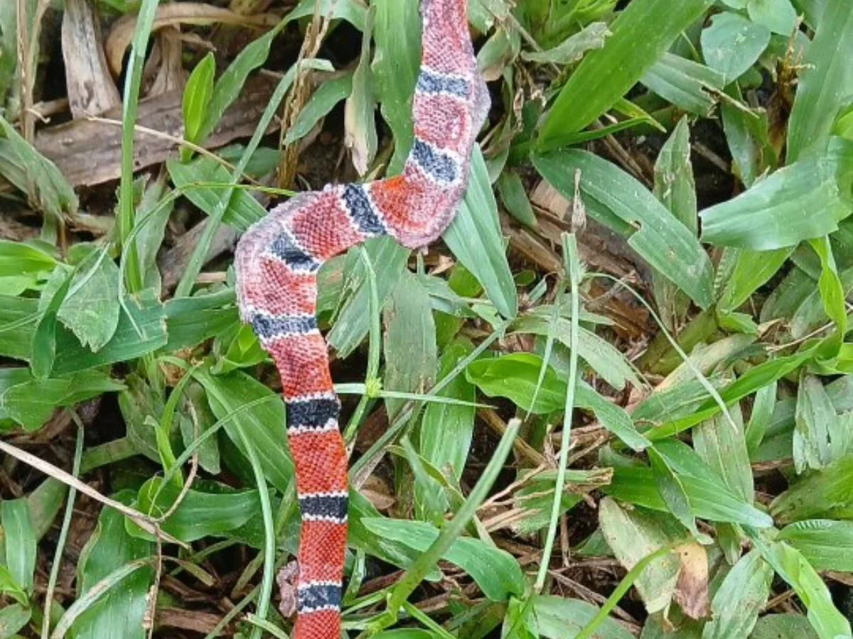 Cientistas descobrem cobra que usa a cauda como "segunda cabeça" na China