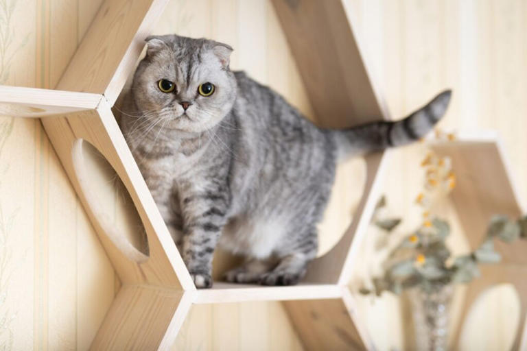 Gato tigrado: 6 raças que se destacam pela pelagem