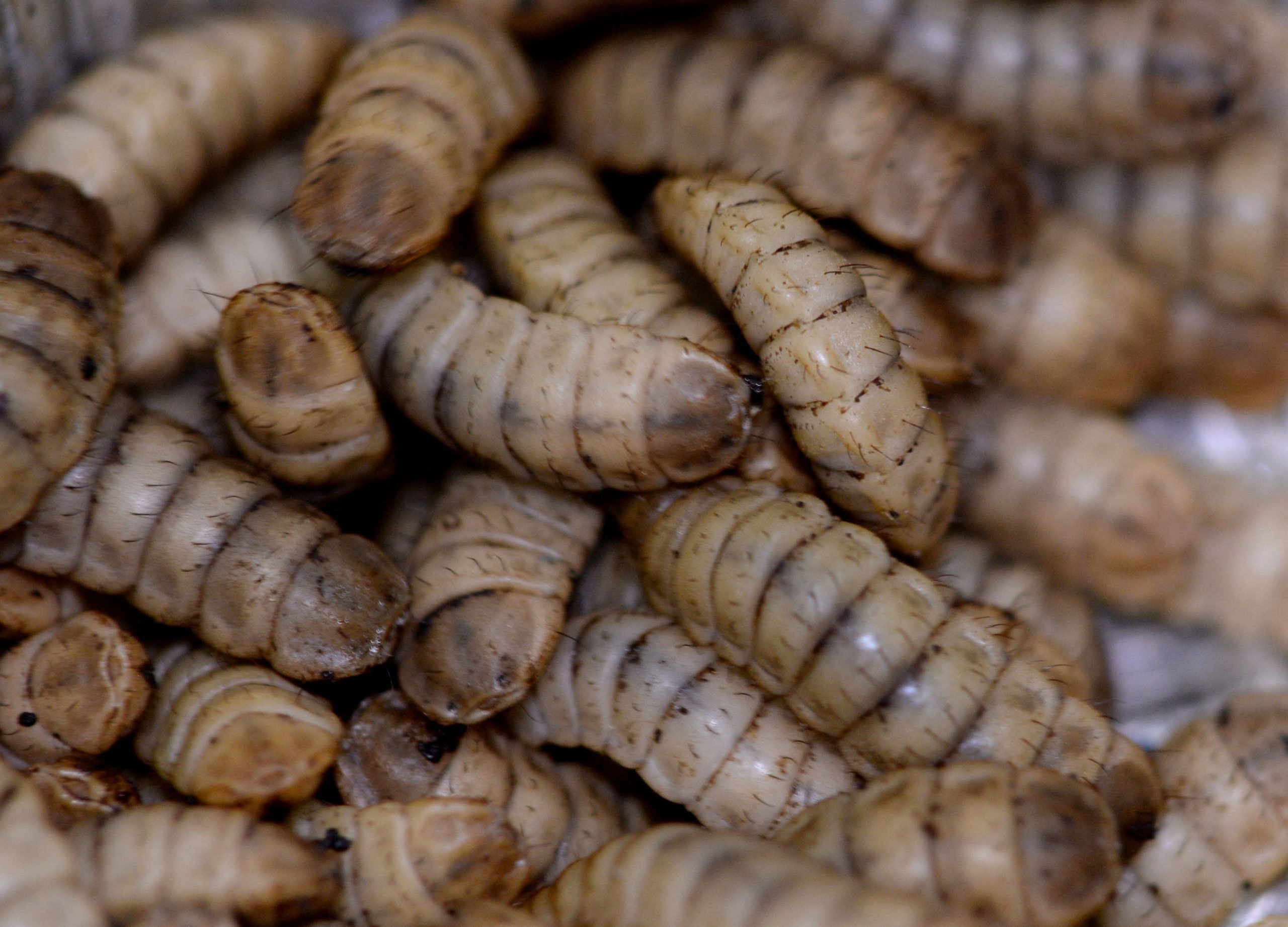 Potentially deadly, flesh-eating parasite breaches Texas border ...