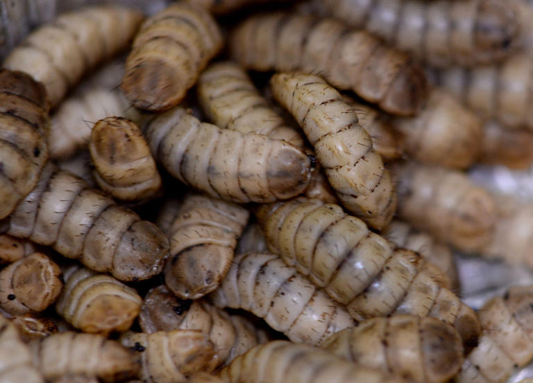 This potentially deadly, flesh-eating parasite is getting closer to the US