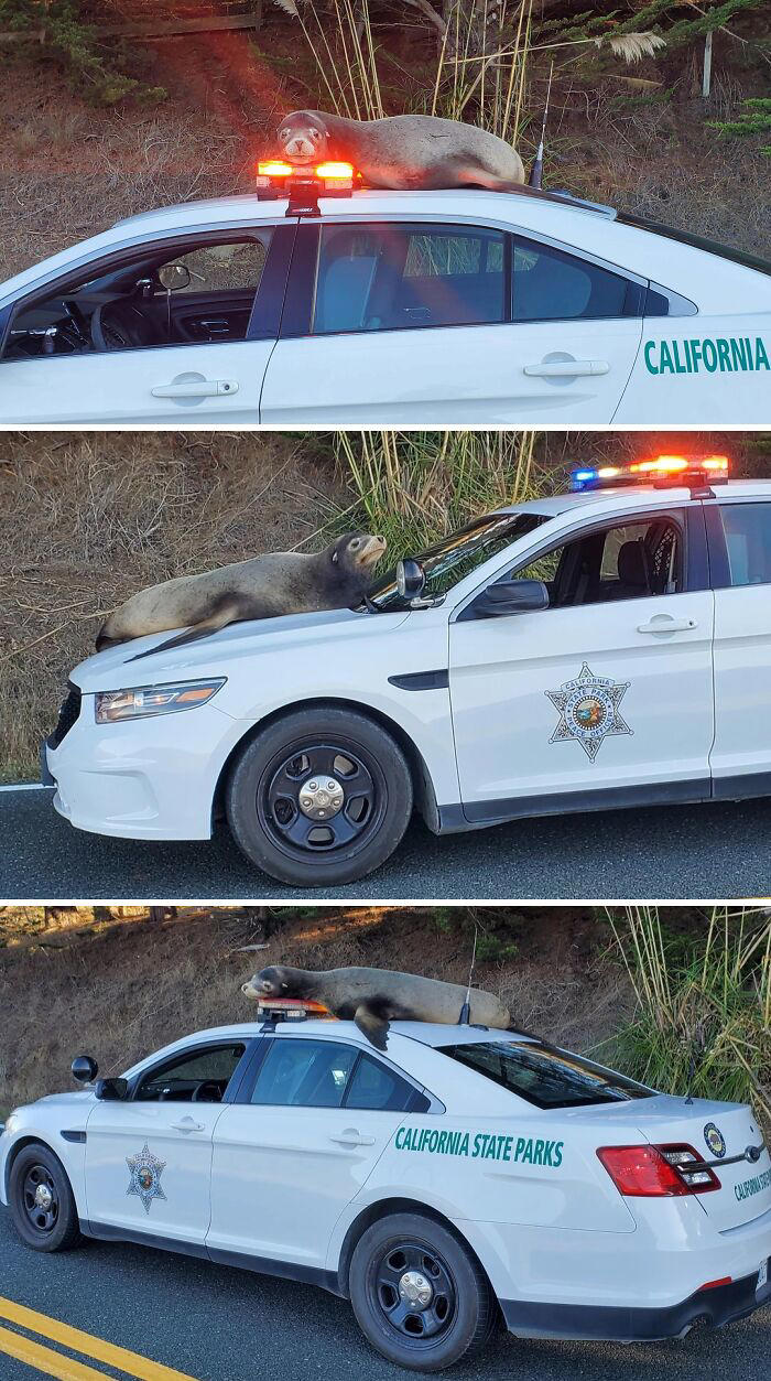 58 unexpected wild animal encounters that caught people off guard