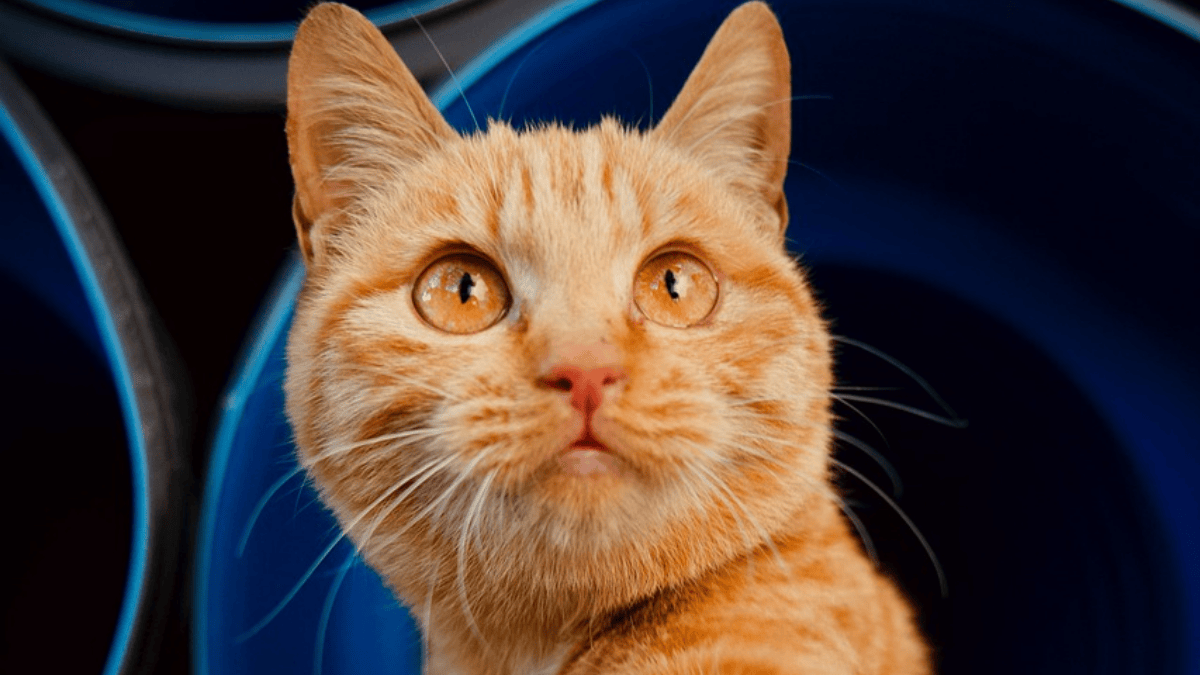 9 facts about orange cats that will make you see they're not what you ...