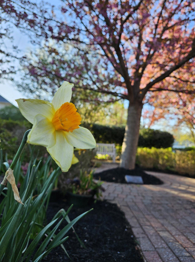 Is it too early to plant flowers in NJ before Mother's Day?