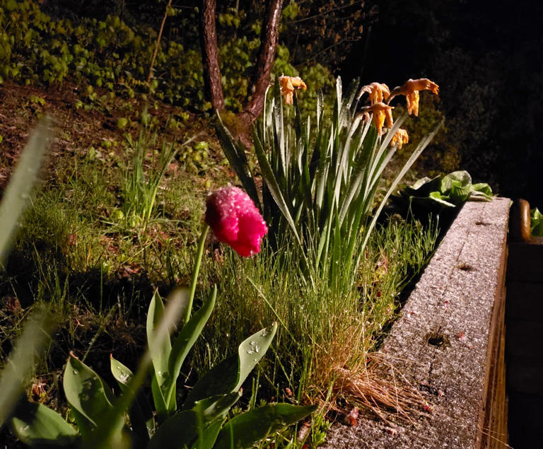 Is it too early to plant flowers in NJ before Mother's Day?