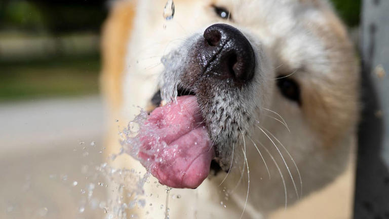 Five Below’s $5 find makes it easy to keep your dog hydrated on the go