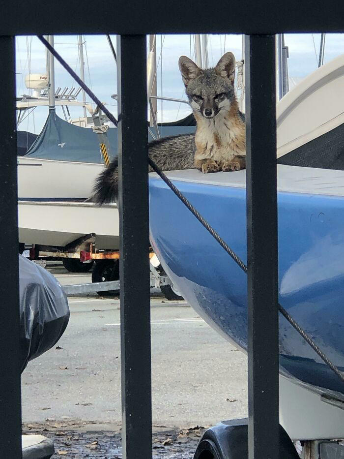 58 unexpected wild animal encounters that caught people off guard