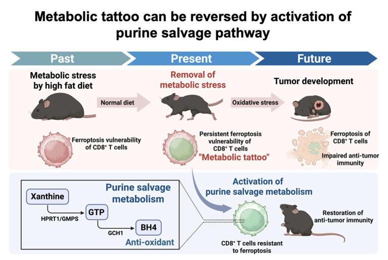 How to remove a metabolic tattoo: Scientists find protective mechanism ...