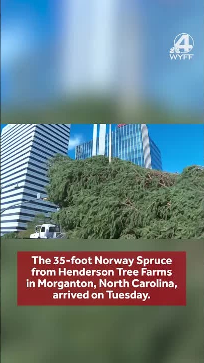 South Carolina #Christmas tree arrives