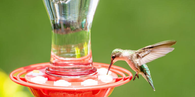 This simple 2-ingredient nectar will attract hummingbirds to your yard