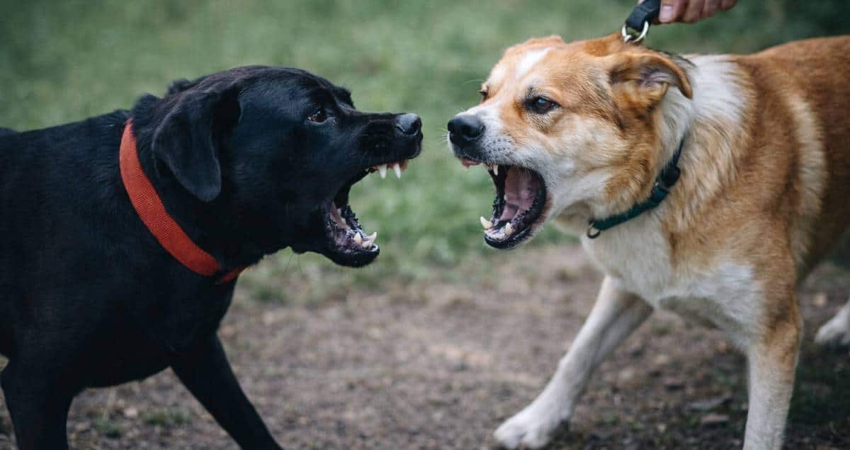 How to stop dogs in the same home from fighting