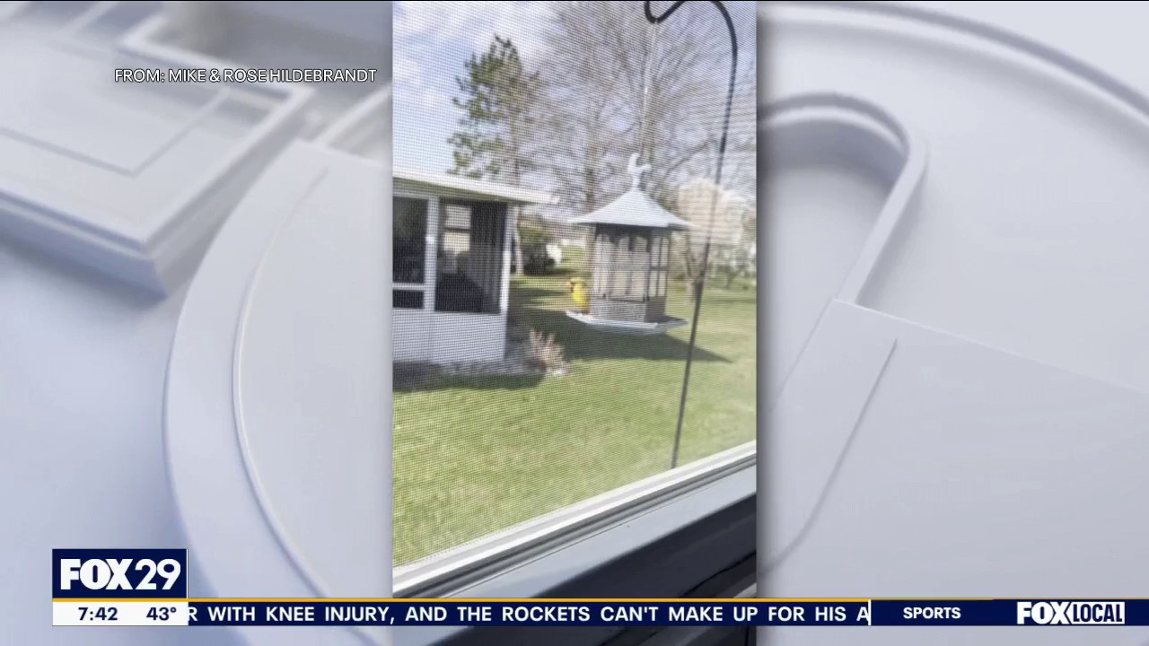 Rare cardinal pays visit to NJ couple's backyard birdfeeder