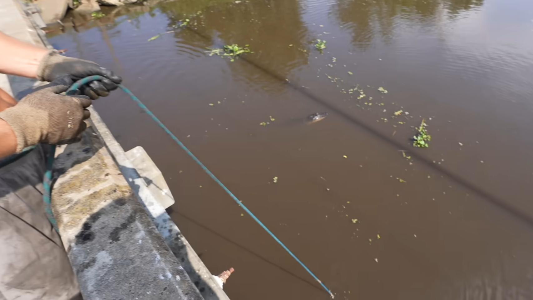 Watch what happens when a 200 lb alligator goes for the rope - it gets ...