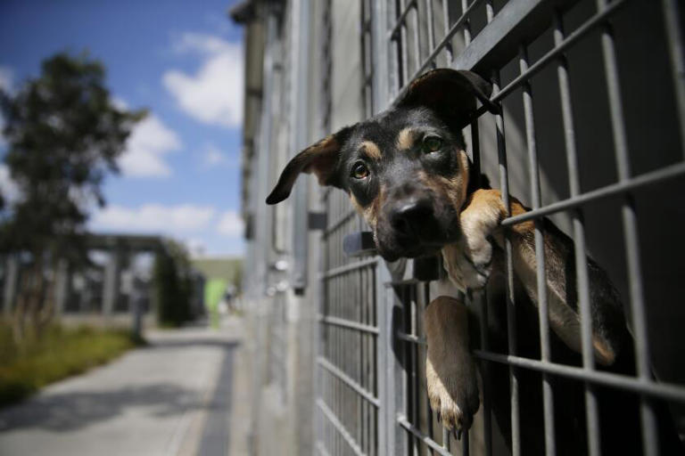 Animal welfare groups commit $14 million to improve LA animal shelters