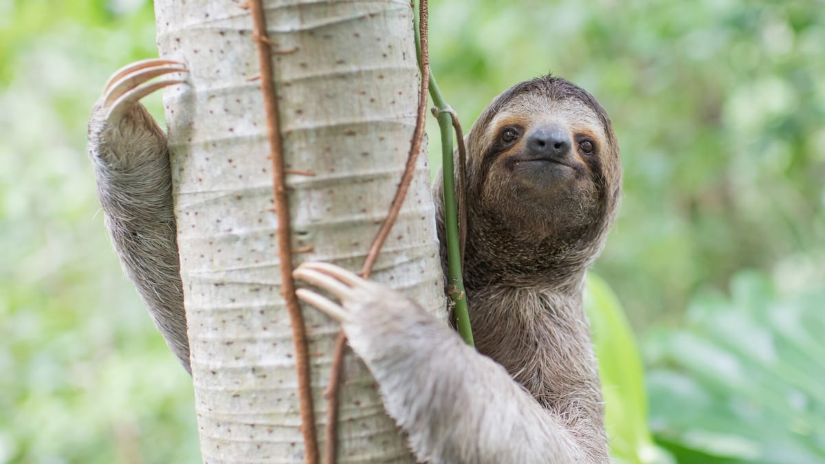 At 'Sloth World' in Florida, wild sloths have died by the dozens