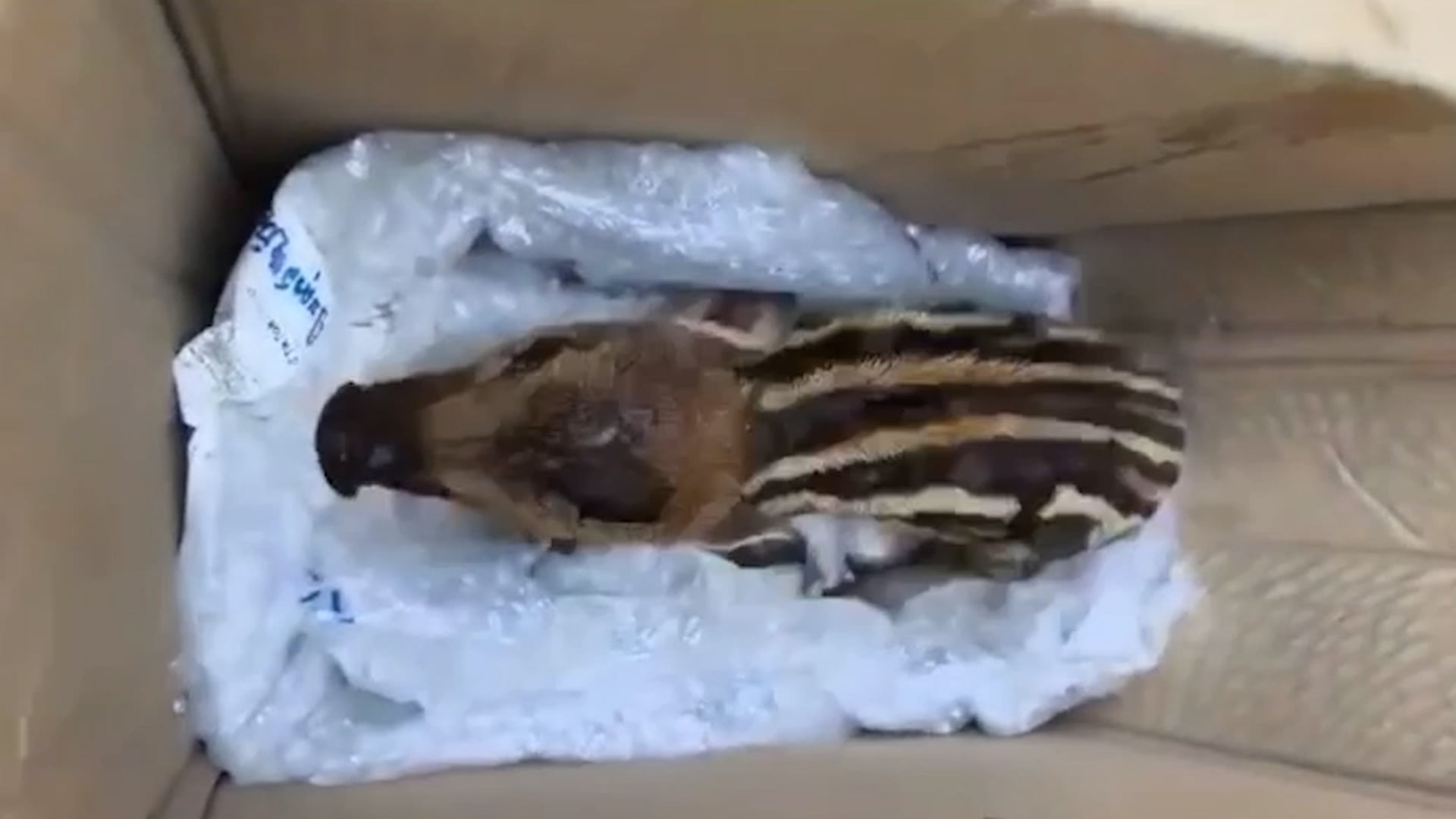 Rangers rescue baby wild boar fleeing from forest fire