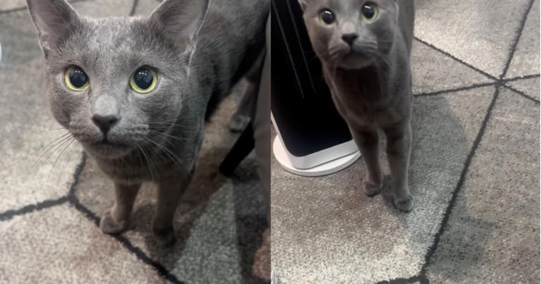 Cat tries to trick owner into feeding him twice in morning