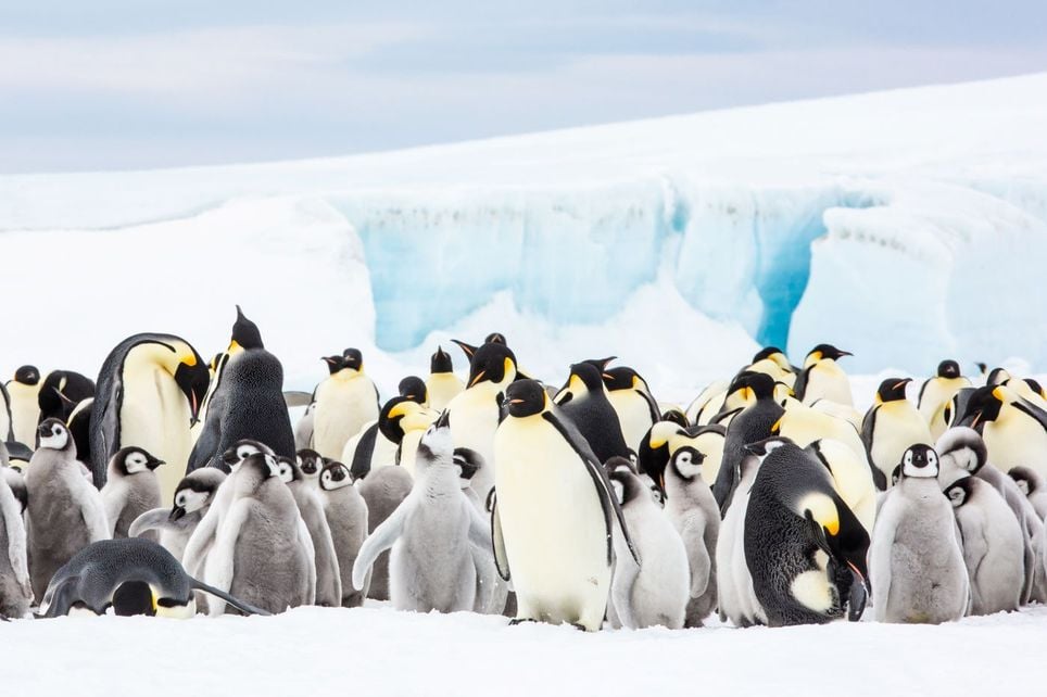 Alerta en la Antártida: el pingüino emperador y lobo marino ingresan a ...