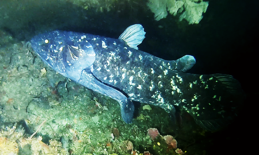 15 animals that were extinct and then weren’t