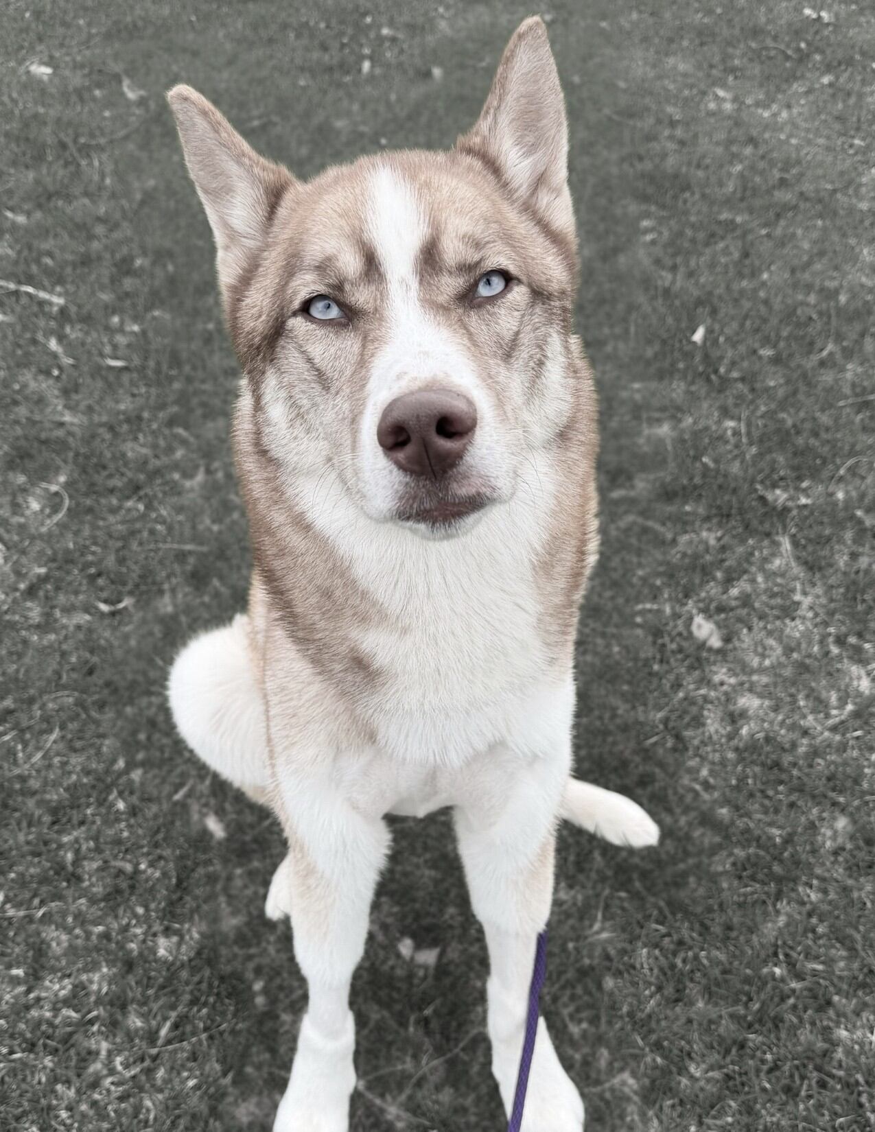 Stella, dog who survived shooting and 30-foot leap, dies suddenly