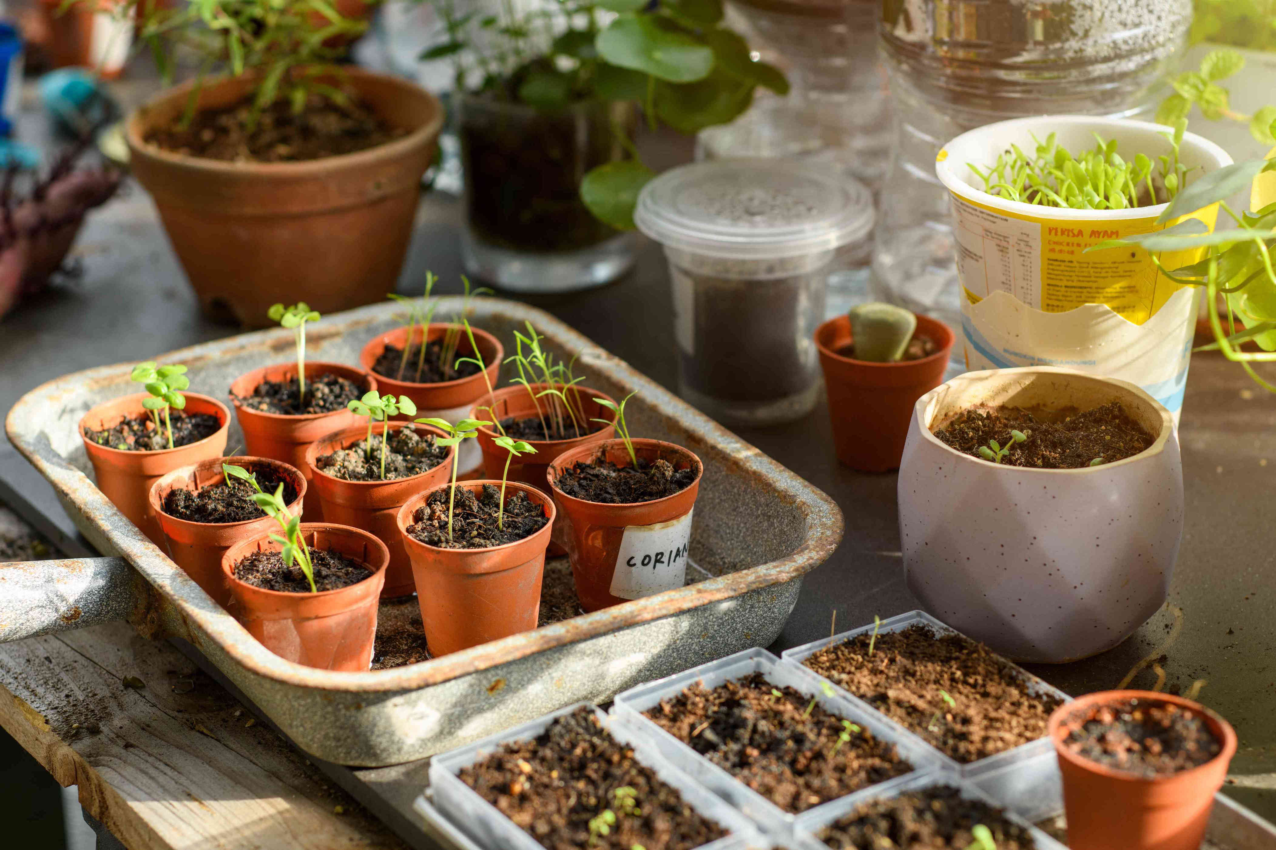 When to transplant seedlings to ensure they thrive, according to ...